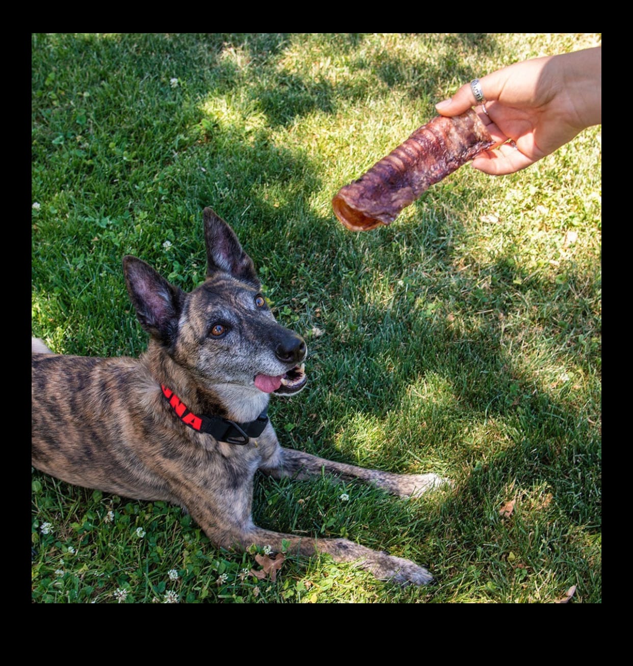 PetsJo. Jo Pro Dog Cut Beef Trachea (4/pack)